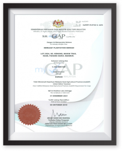 MyGap certified Durian Plantation Musang King Newleaf Malaysia