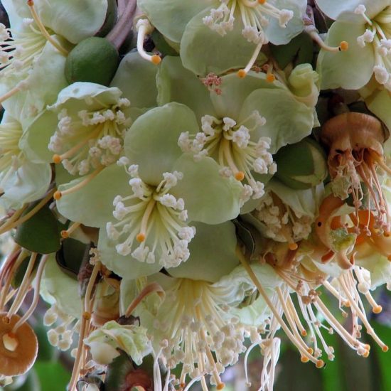 Durian Flowering Season - Newleaf Malaysia