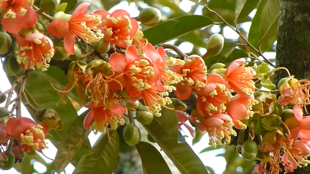 Durian Flowering Season - Newleaf Malaysia