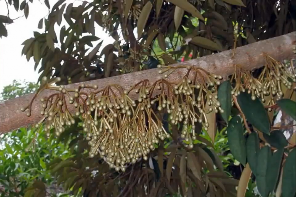 Durian Flowering Season - Newleaf Malaysia